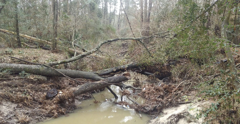 Good News for Kingwood Residents along Ben's Branch and Taylor Gully ...