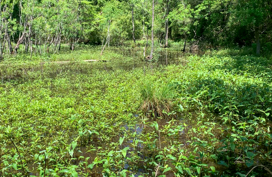 City to Consider Approval of Development in Swamp While Keeping ...